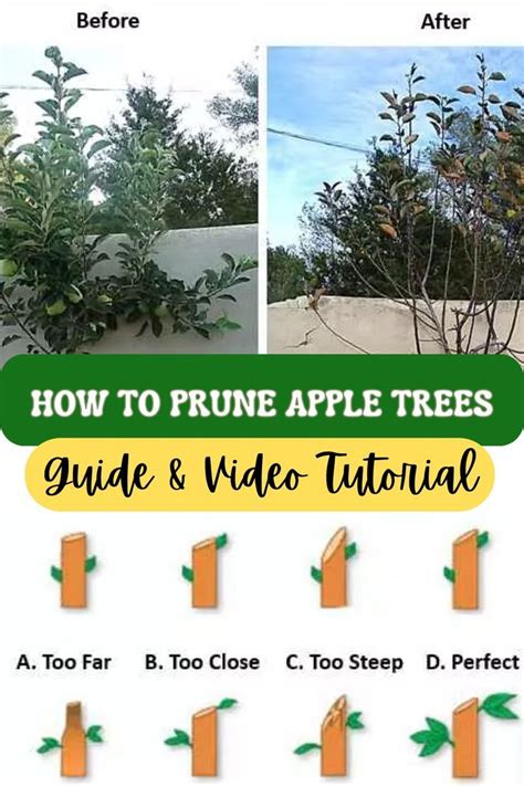 Image result for Pruning an Apple Tree in Spring