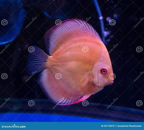 Image result for Red Discus Fish