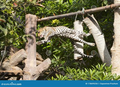 Image result for Leopard Eating