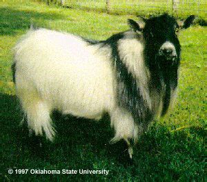 Pygmy Goats | Oklahoma State University