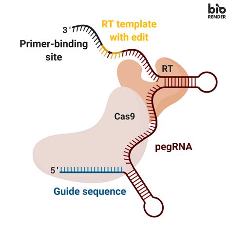 Image result for Prime Editing