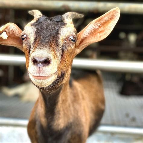 Image result for Goats Smiling