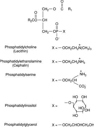 Image result for Phospholipid Structure Expanded Structure