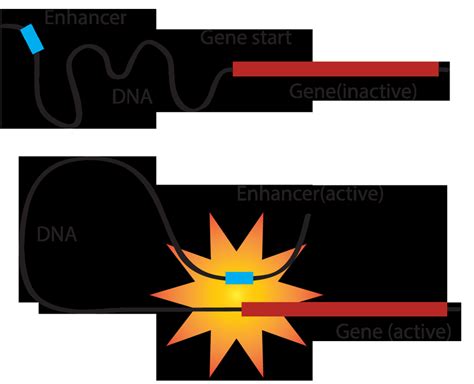 Image result for Expression Enhancer