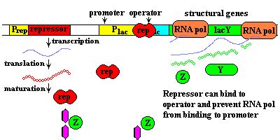 Image result for Lac Operon Animation