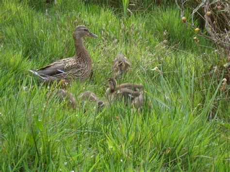 Image result for Spring Ducklings