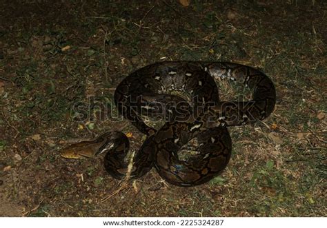 Image result for Python Reticulada