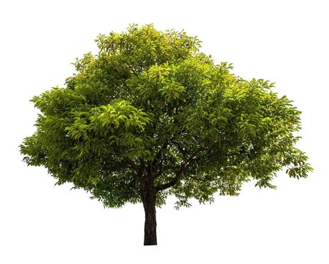 Image result for Tree Transparent Background