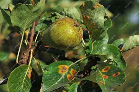 Image result for Pear Rust Teleutospore