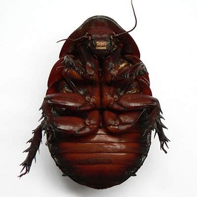 Image result for Burrowing Cockroach
