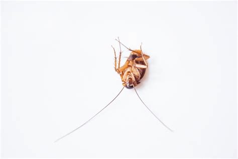 Image result for Flying Cockroach Close