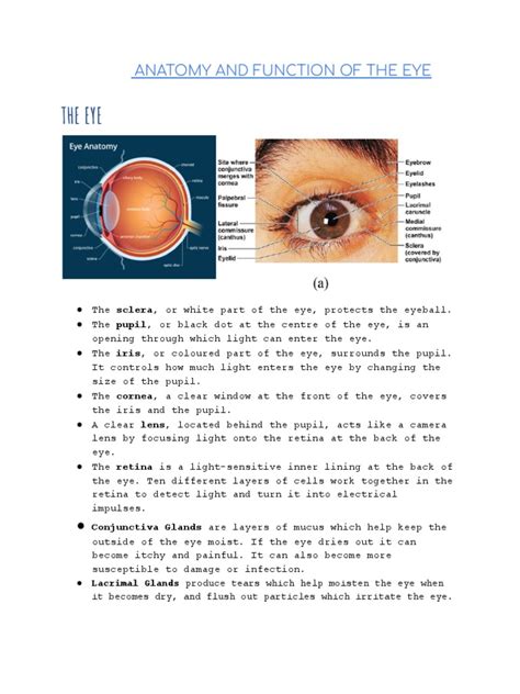 Image result for Eye Anatomy Function