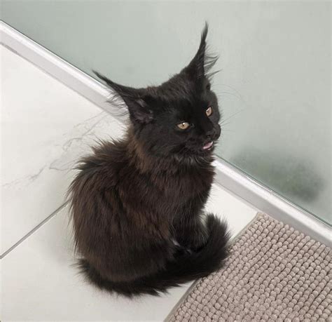 Image result for Mini Cooper Fish Screaming