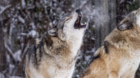 Image result for Wolves Calgary Zoo