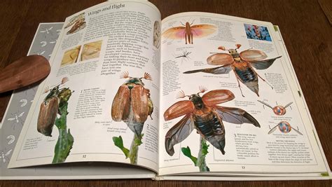 Image result for Insect Read Book