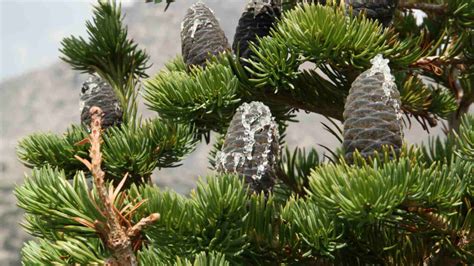 Image result for Subalpine Fir Tree
