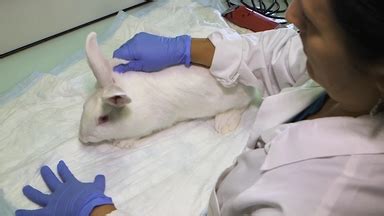 Image result for Rabbit Intubation
