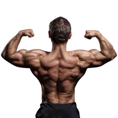 Image result for Strong Lower Back Muscles