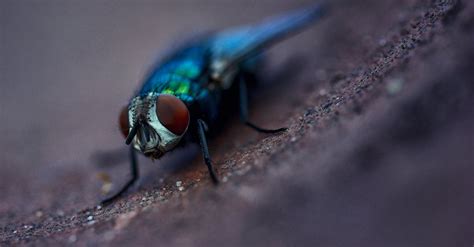 Image result for Fly Vision Effect