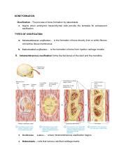 Image result for 2 Types of Bone Formation