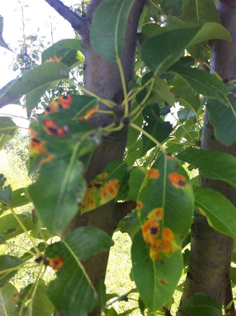 Image result for Asian Pear Rust