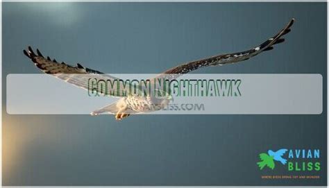 Image result for Nighthawk In-Flight Call Sounds