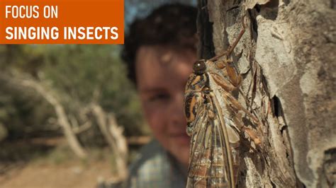 Image result for A Singer Insect