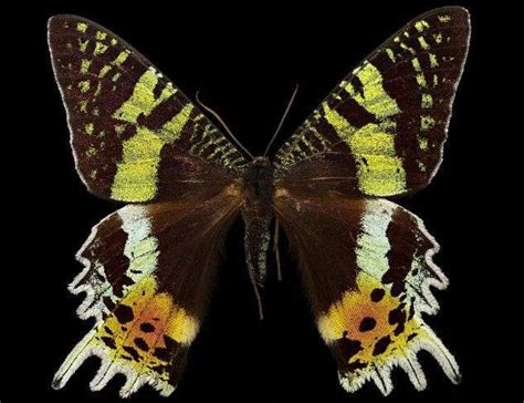 Image result for Colorful Bugs Insects