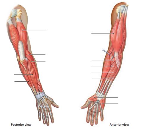 Image result for Lumen Learning Arm Muscle