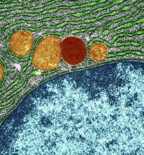 Image result for Endoplasmic Reticulum Function