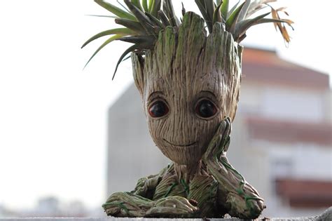 Image result for Groot Information