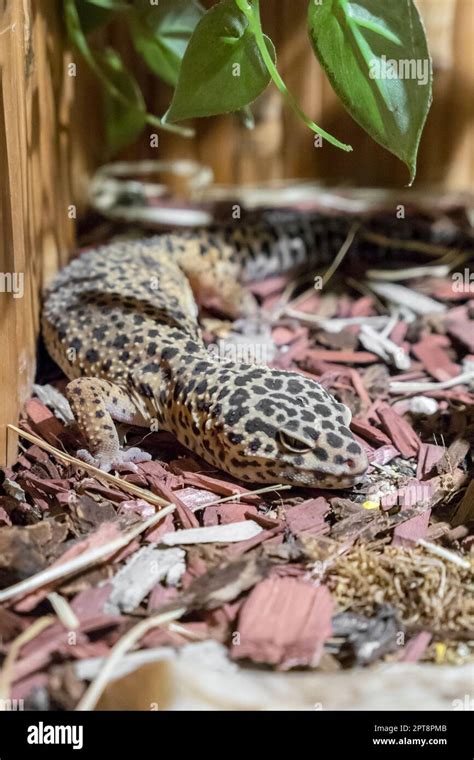 Image result for Leopard Gecko Lizard