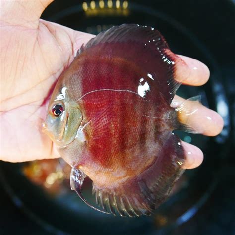 Image result for Ruby Red Discus