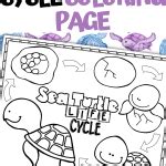 Image result for Turtle Life Cycle Coloring Pages