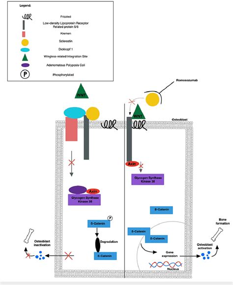 Image result for Bone Formation Signaling Pathway