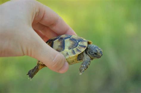 Image result for Box Finding Turtle