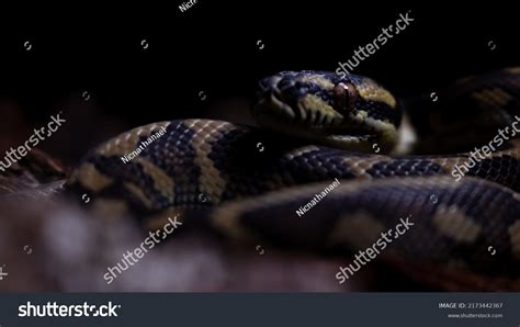 Image result for Top-End Carpet Python