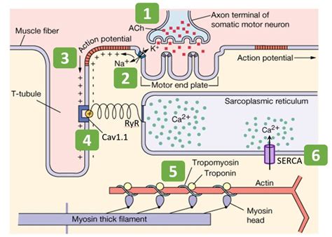 Image result for Structures Associated with Excitation-Contraction Coupling