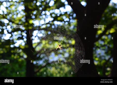 Image result for Time-Lapse Spider Making Web