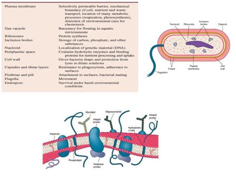 Image result for Cell Envelope and Its Modifications