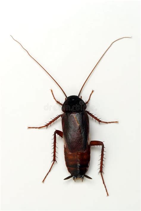 Image result for Cockroach Side View