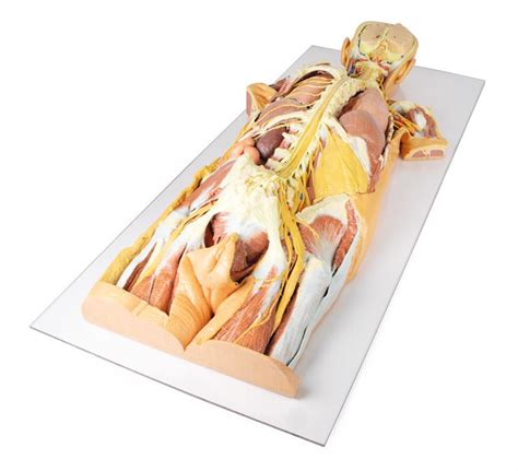 Image result for Nervous System Dissection