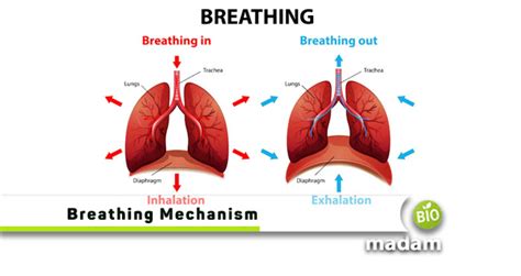 Image result for Apneustic Breathing Example