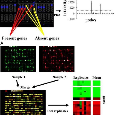 Image result for Microarray Gene Expression