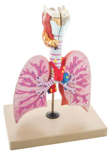 Image result for Simple Lung Model
