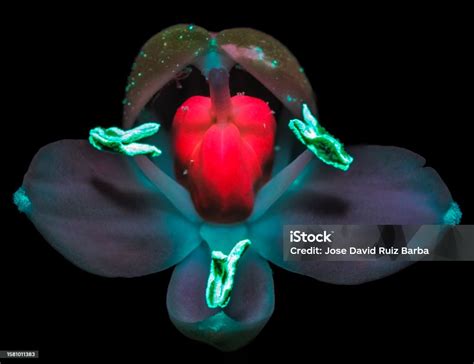 Image result for Ultraviolet Photography Examples