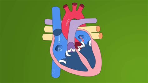 Image result for Heart Circulation Animation
