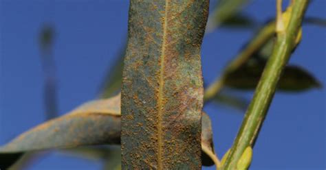 Image result for Willow Tree Rust
