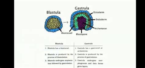 Image result for Blastula Development