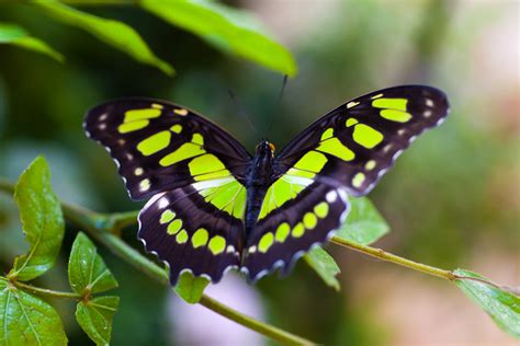 Secret Life of Butterflies — Nicholas Conservatory & Gardens